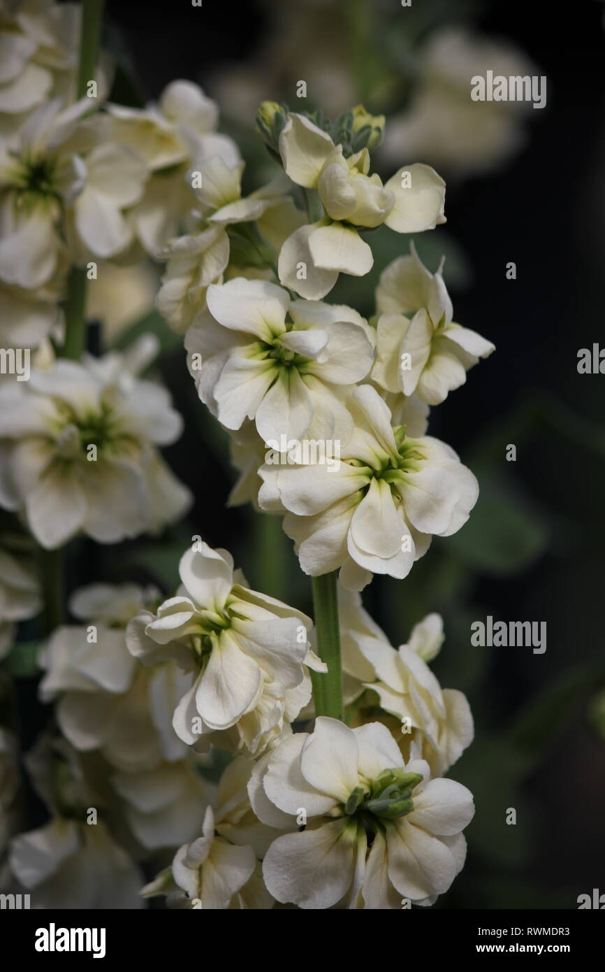 Yellow fragrant stocks hi-res stock photography and images - Alamy