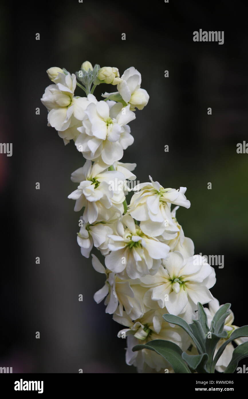 Beautiful, fresh Yellow Fragrant Stocks, Matthiola incana, flowers and ...