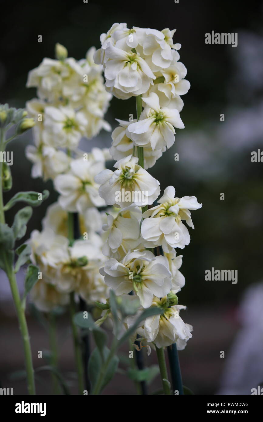 Yellow fragrant stocks hi-res stock photography and images - Alamy