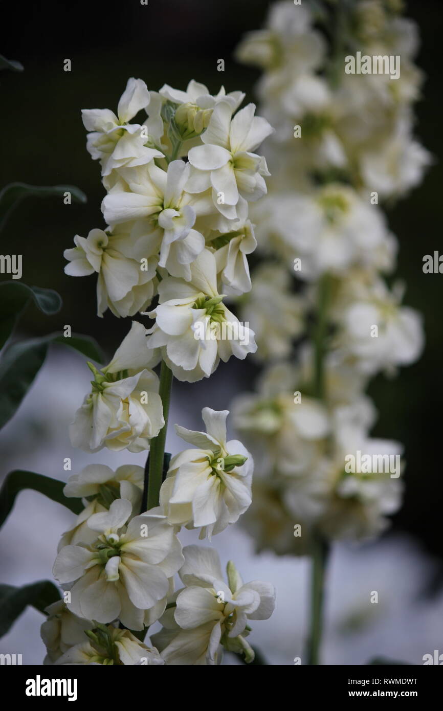 Beautiful, fresh Yellow Fragrant Stocks, Matthiola incana, flowers and ...