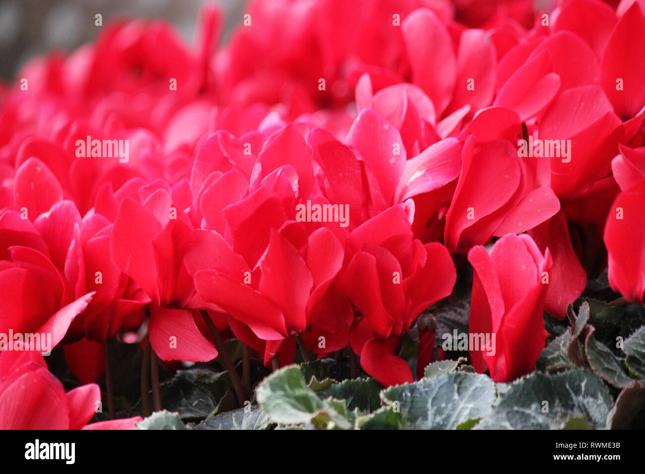 Red persian cyclamen hi-res stock photography and images - Alamy