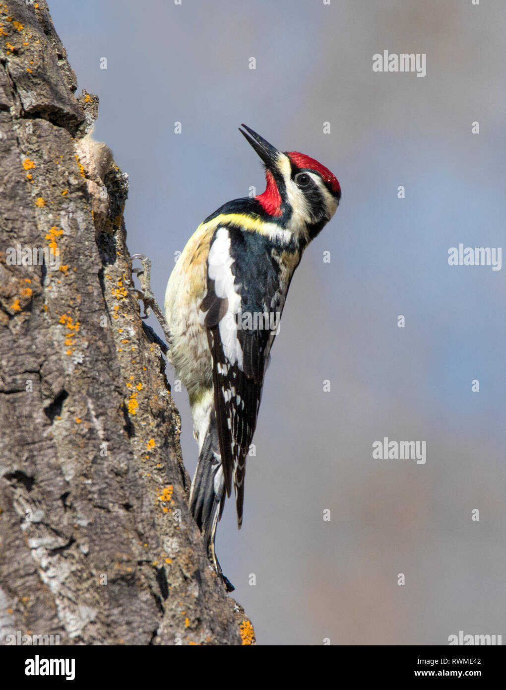 Yellow bellied sapsucker hi-res stock photography and images - Alamy