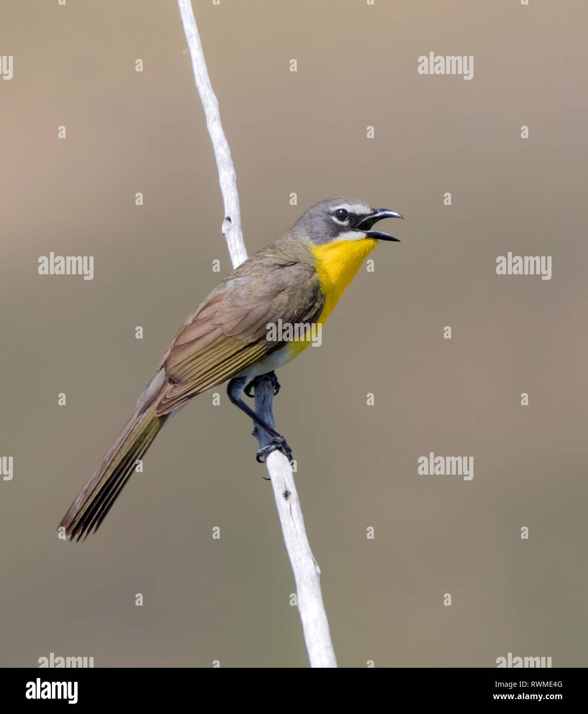 Saskatchewan Bird