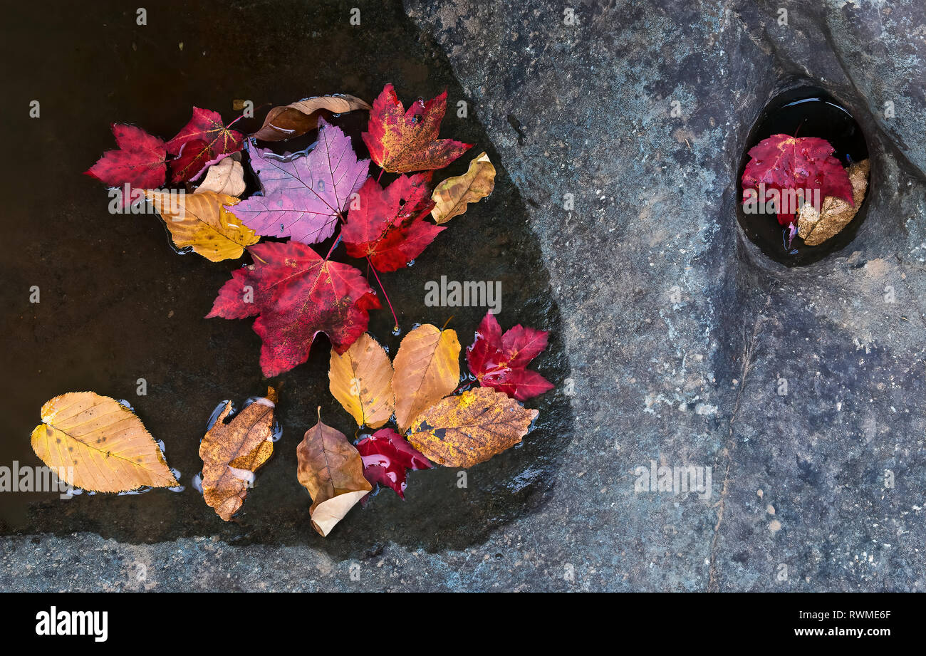 Pools of leaves hi-res stock photography and images - Alamy