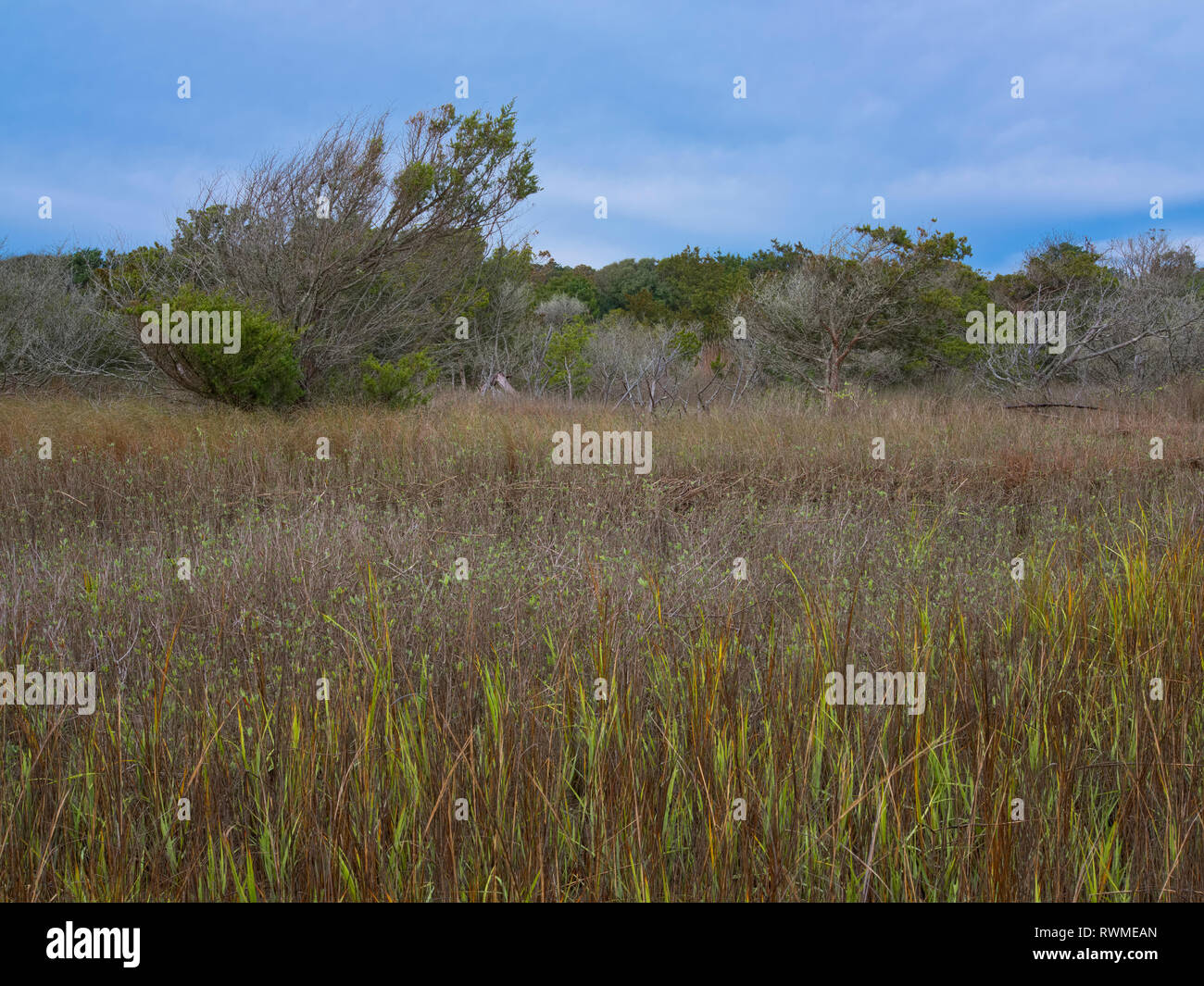 Coastal marsh habitat hi-res stock photography and images - Alamy