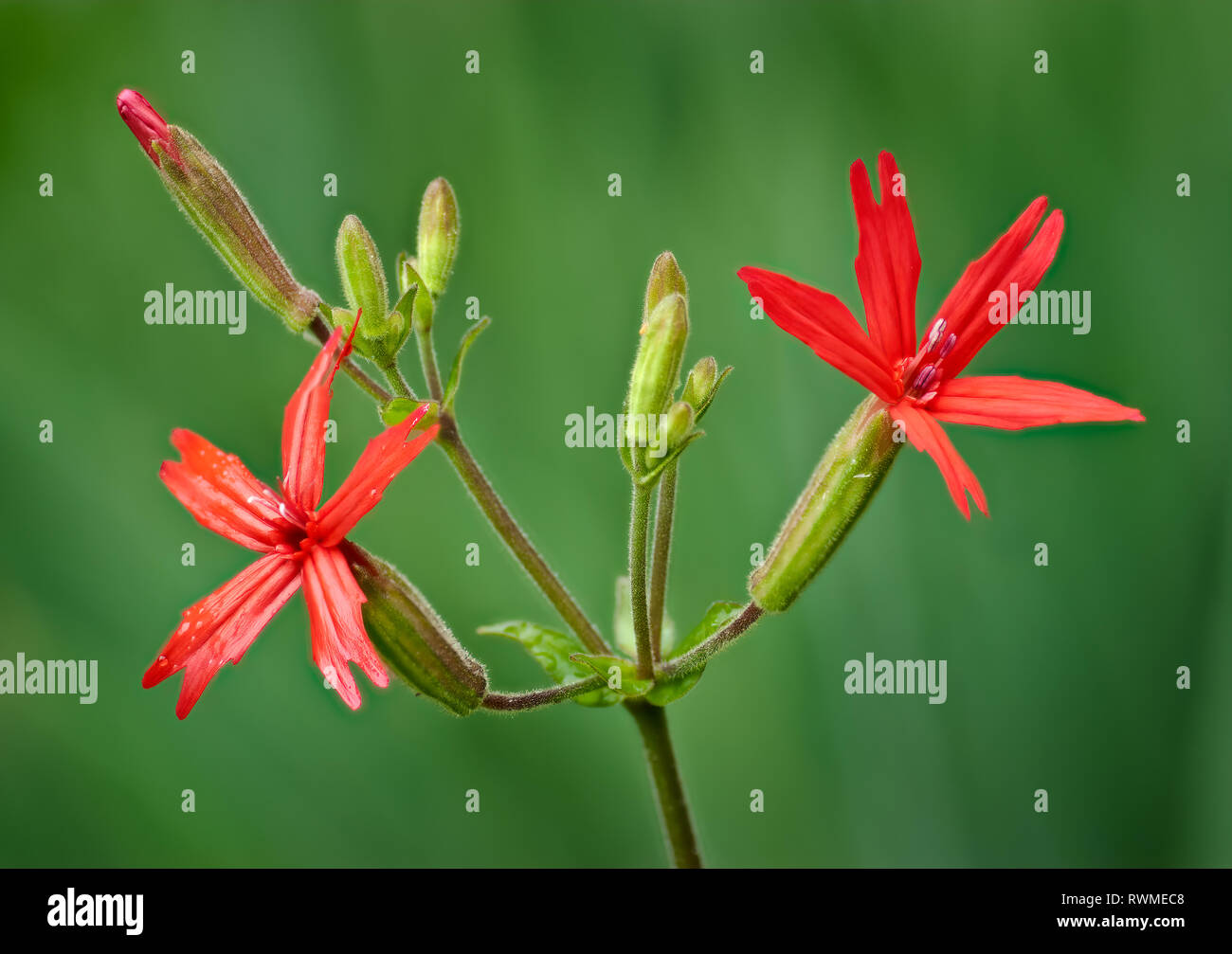 Fire pink (Silene virginica) in mid-May in central Virginia Stock Photo ...