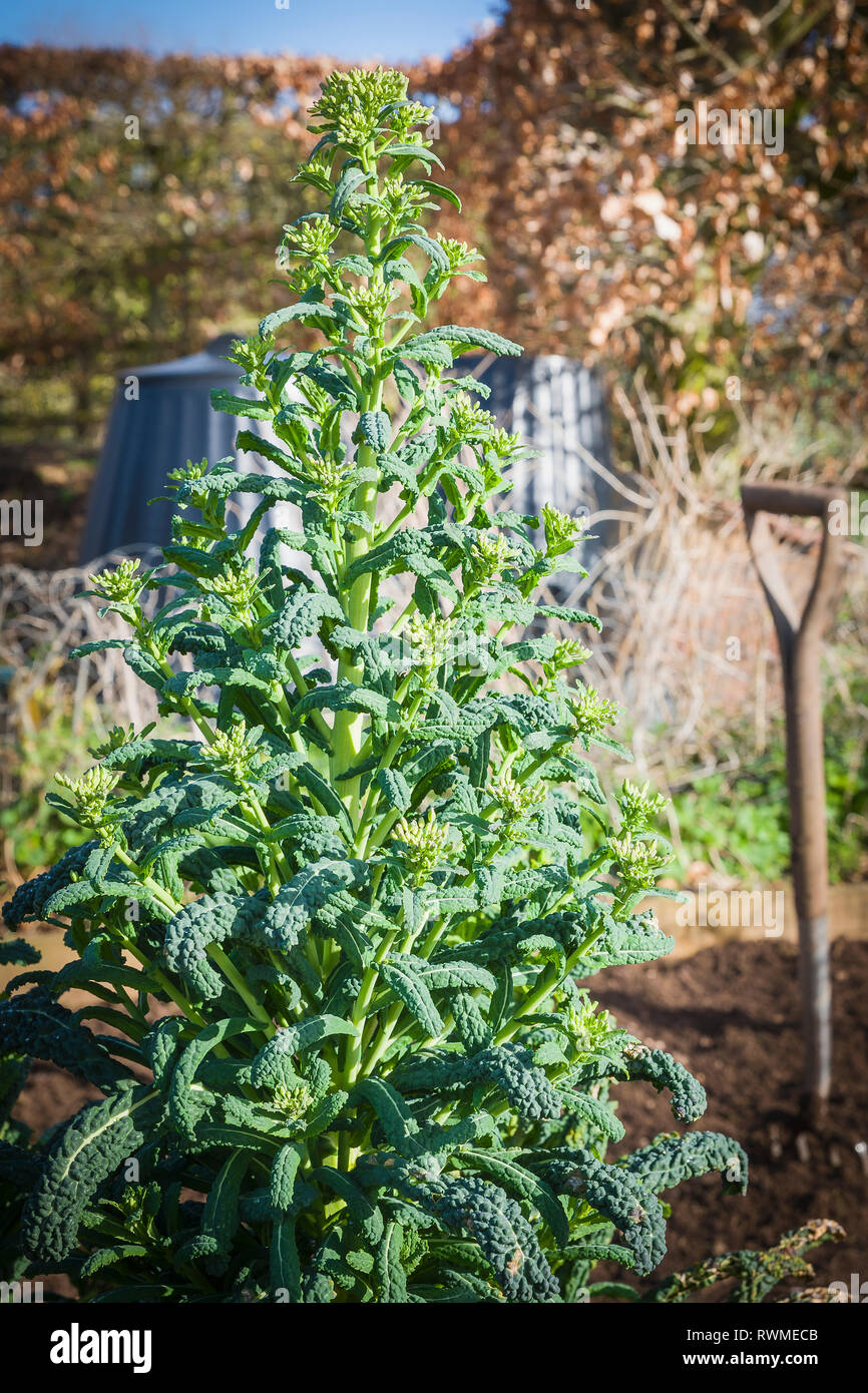 At the end of winter kale plants grow taller and prepare to flower and ...