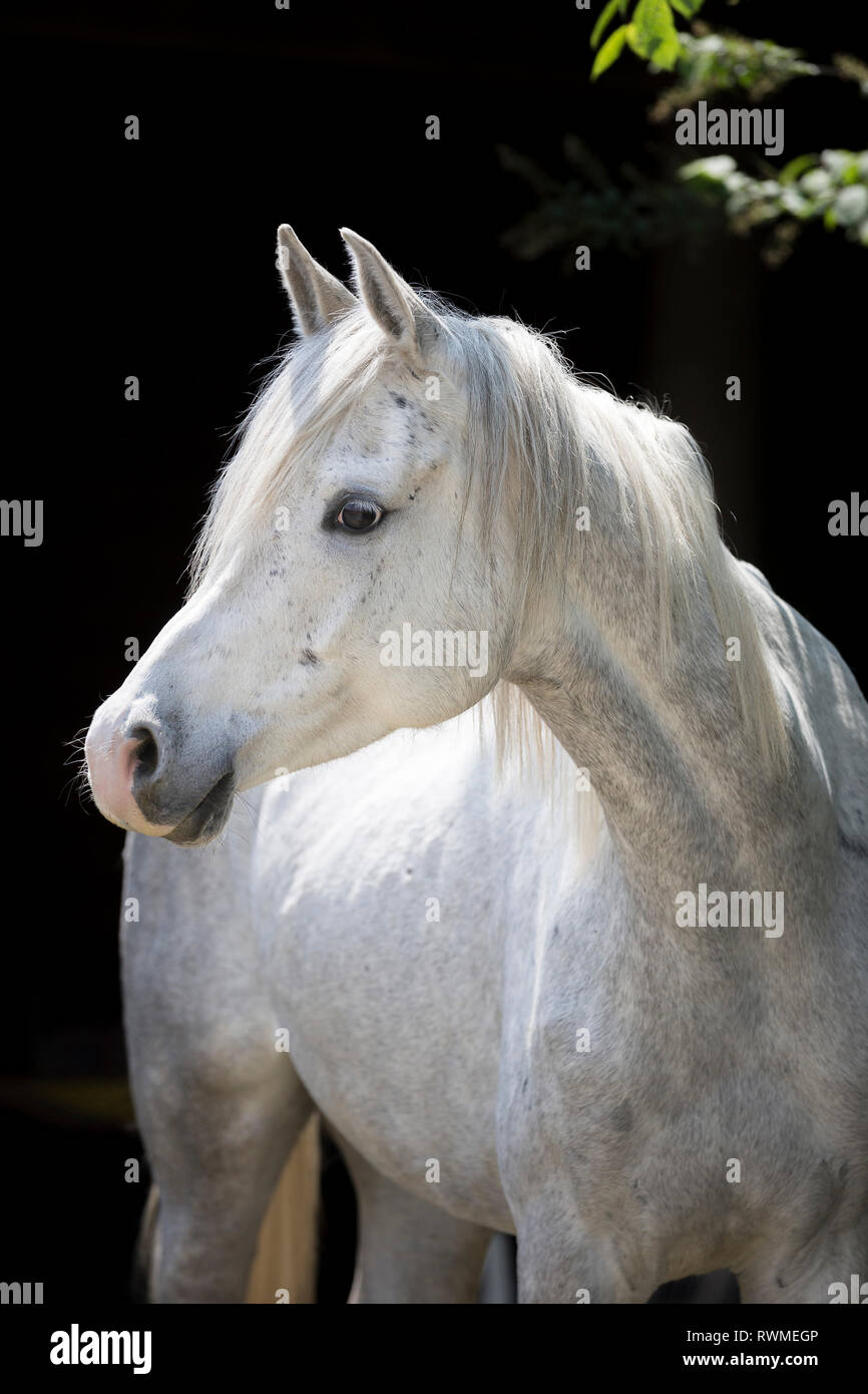 Arab Horse. Portrait of a gray gelding. Switzerland Stock Photo - Alamy