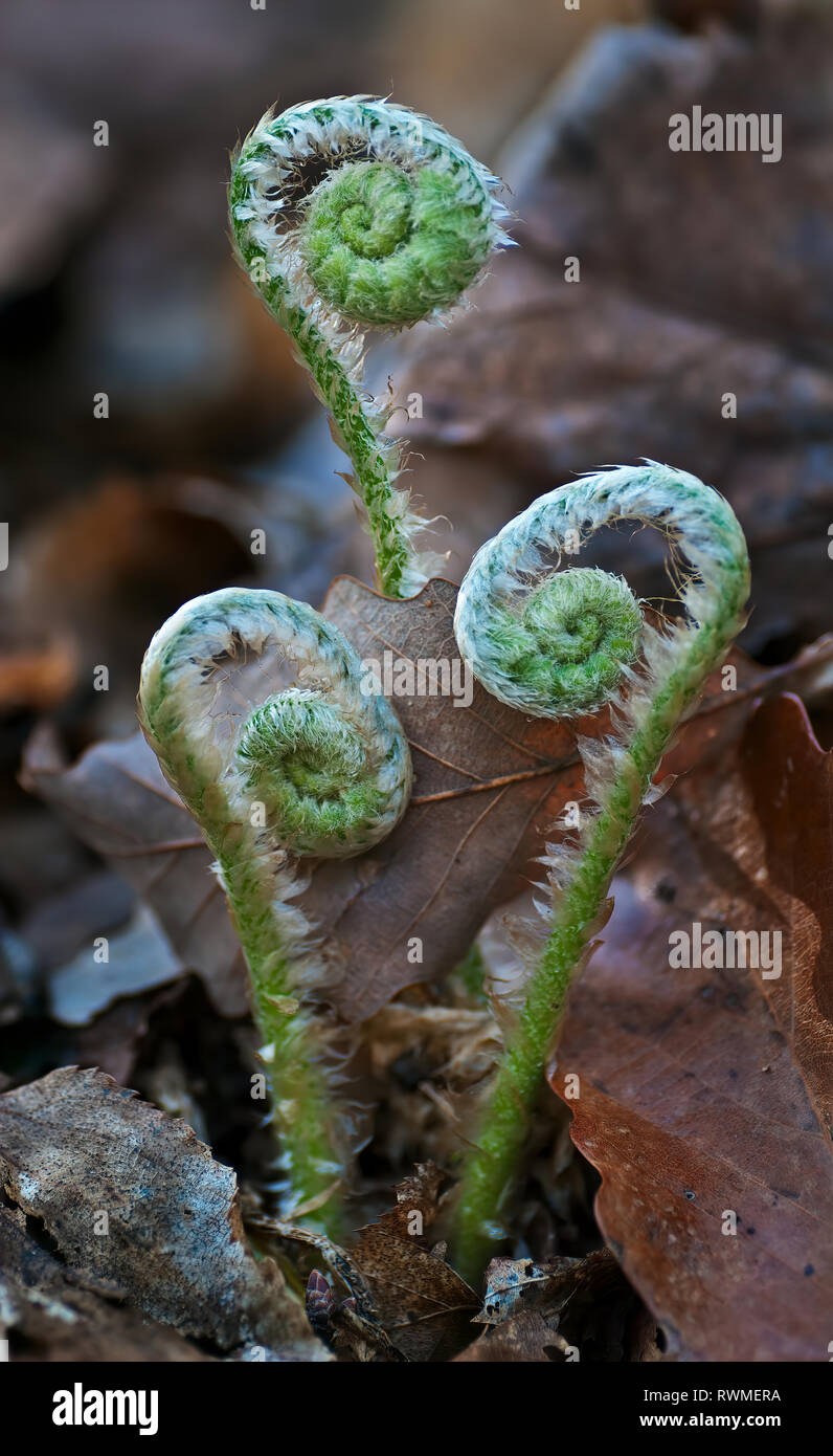 Opening fronds of Christmas fern (Polystichum acrostichoides Stock ...