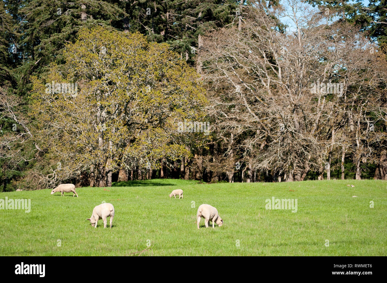 Sheep farm, Metchosin, Victoria Area, British Columbia, Canada Stock ...