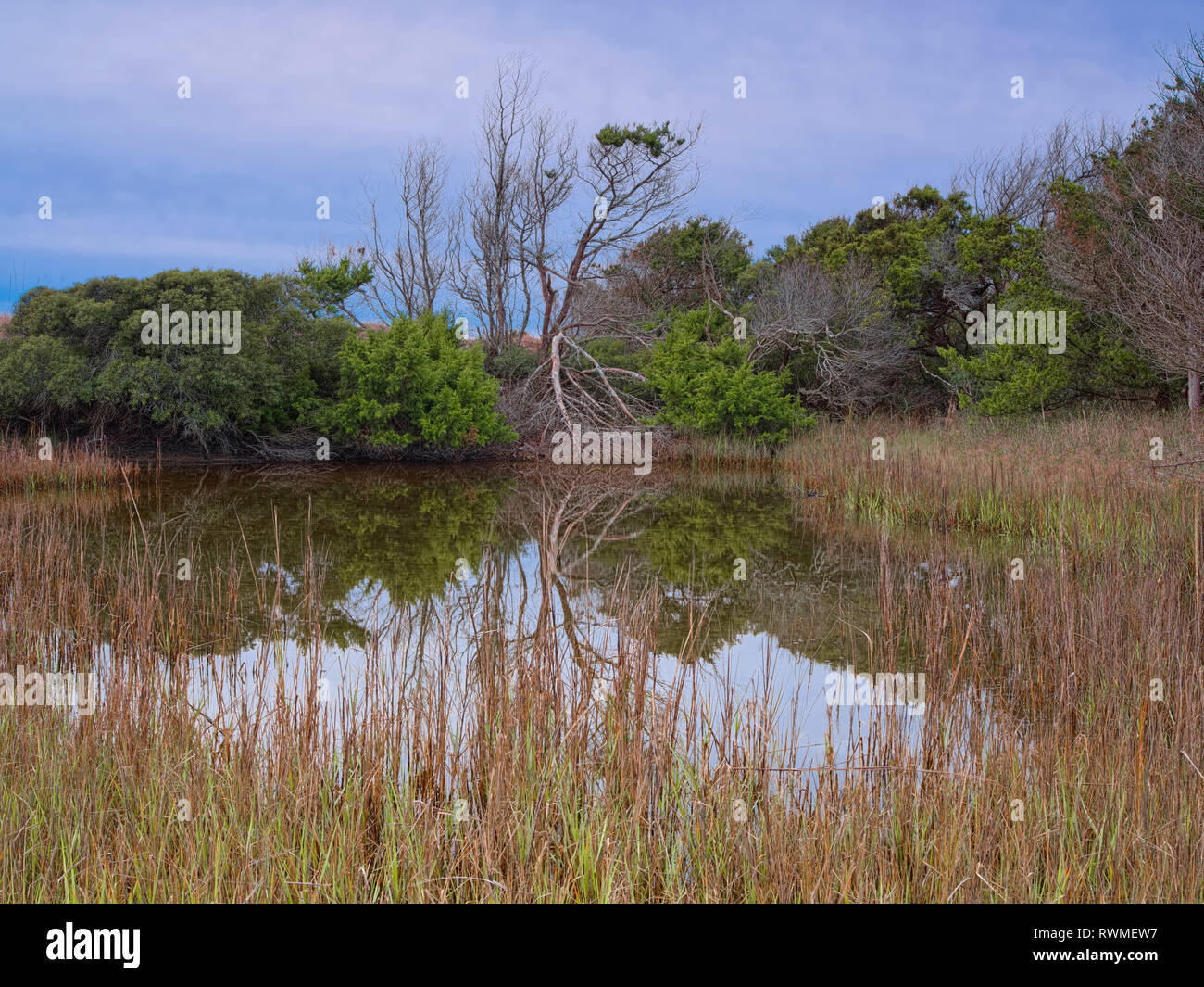 South Carolina Coastal Marsh. Scenic salt marsh landscapes, SC Stock ...
