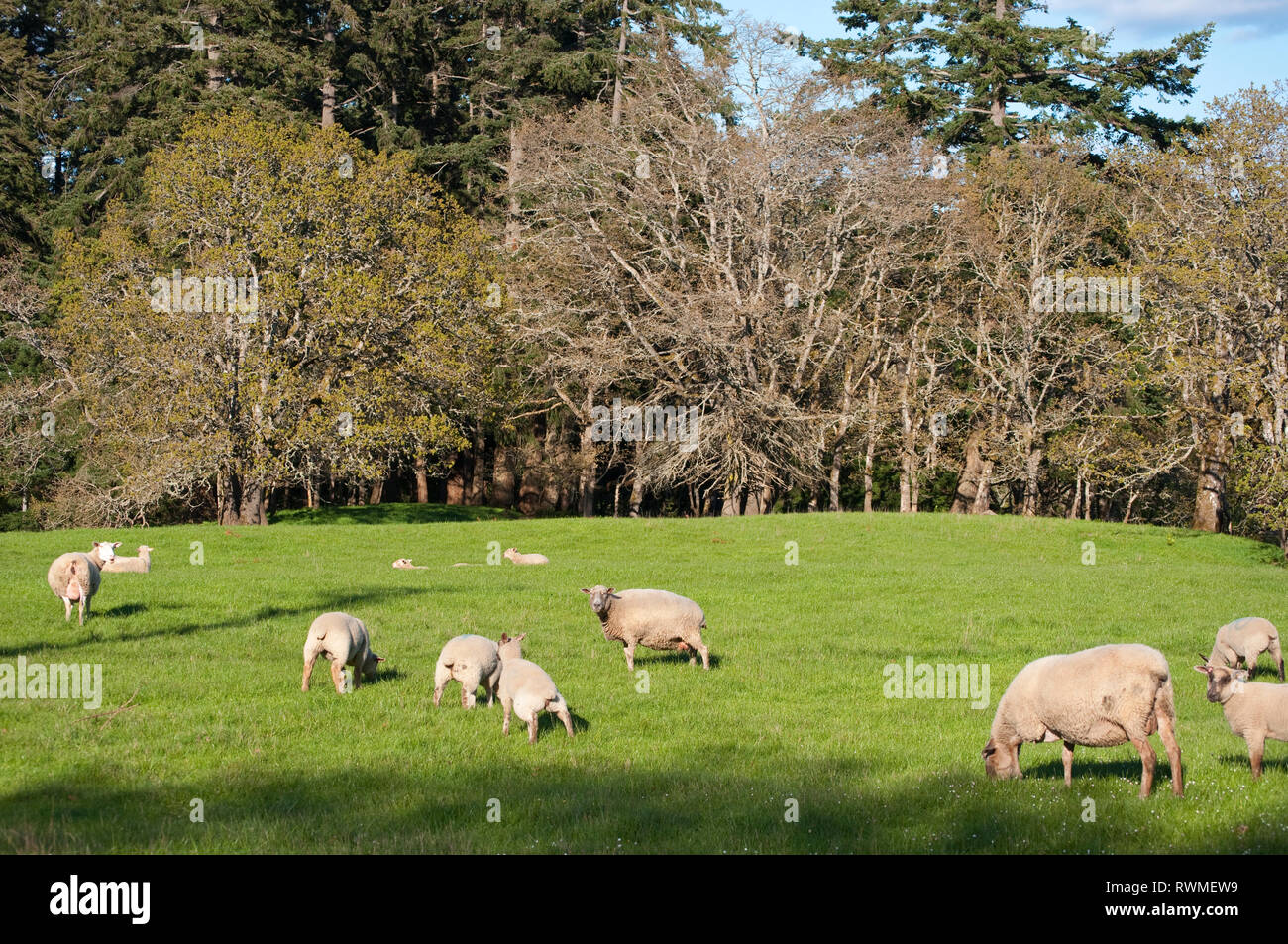 Sheep farm, Metchosin, Victoria Area, British Columbia, Canada Stock ...