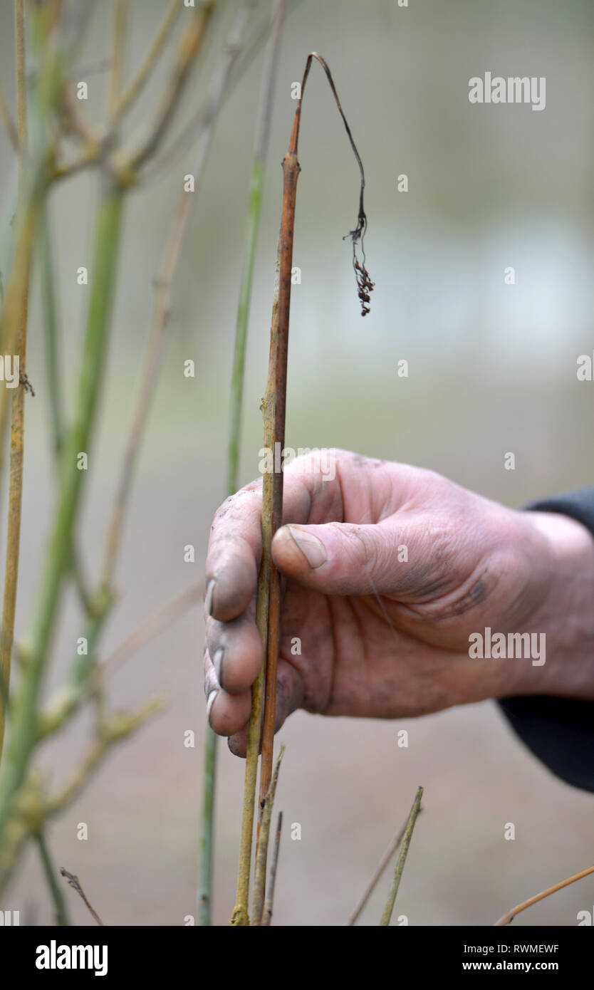 Ash tree dying of ash dieback disease hi-res stock photography and ...