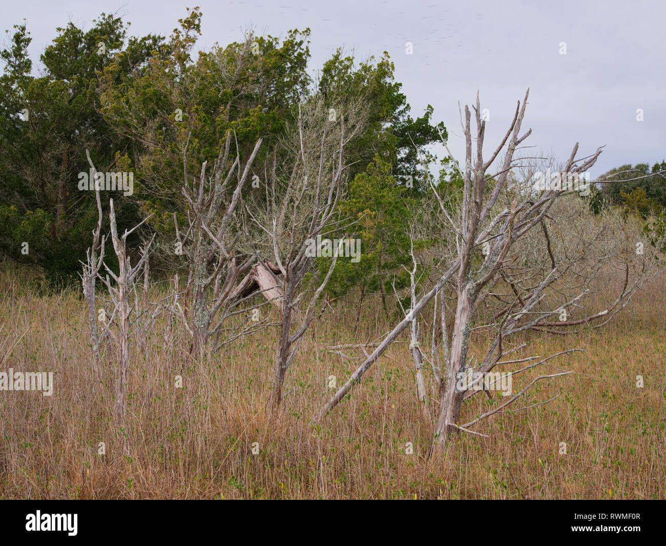 South Carolina Coastal Marsh. Scenic salt marsh landscapes, SC Stock ...