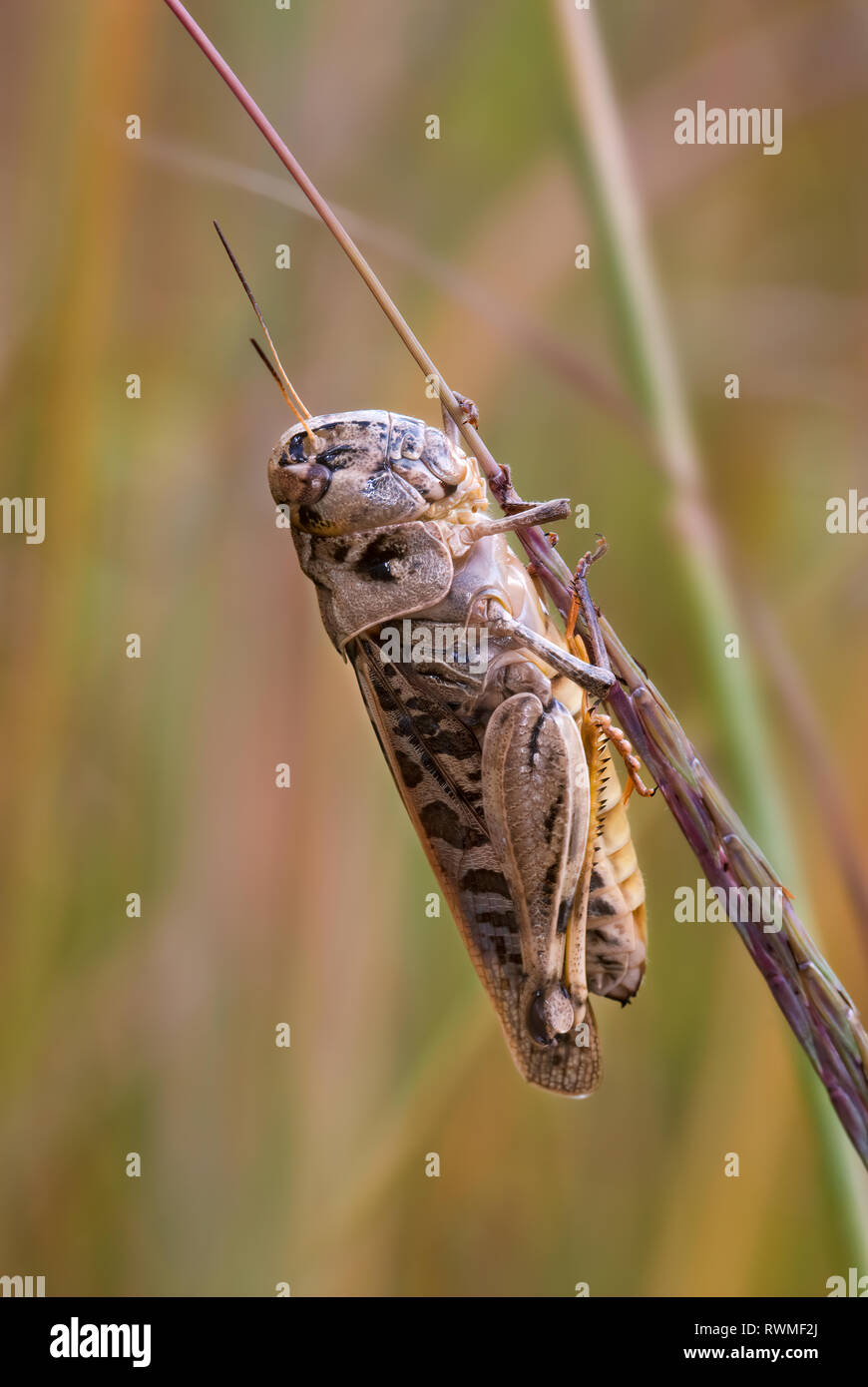 Andropogon hi-res stock photography and images - Alamy