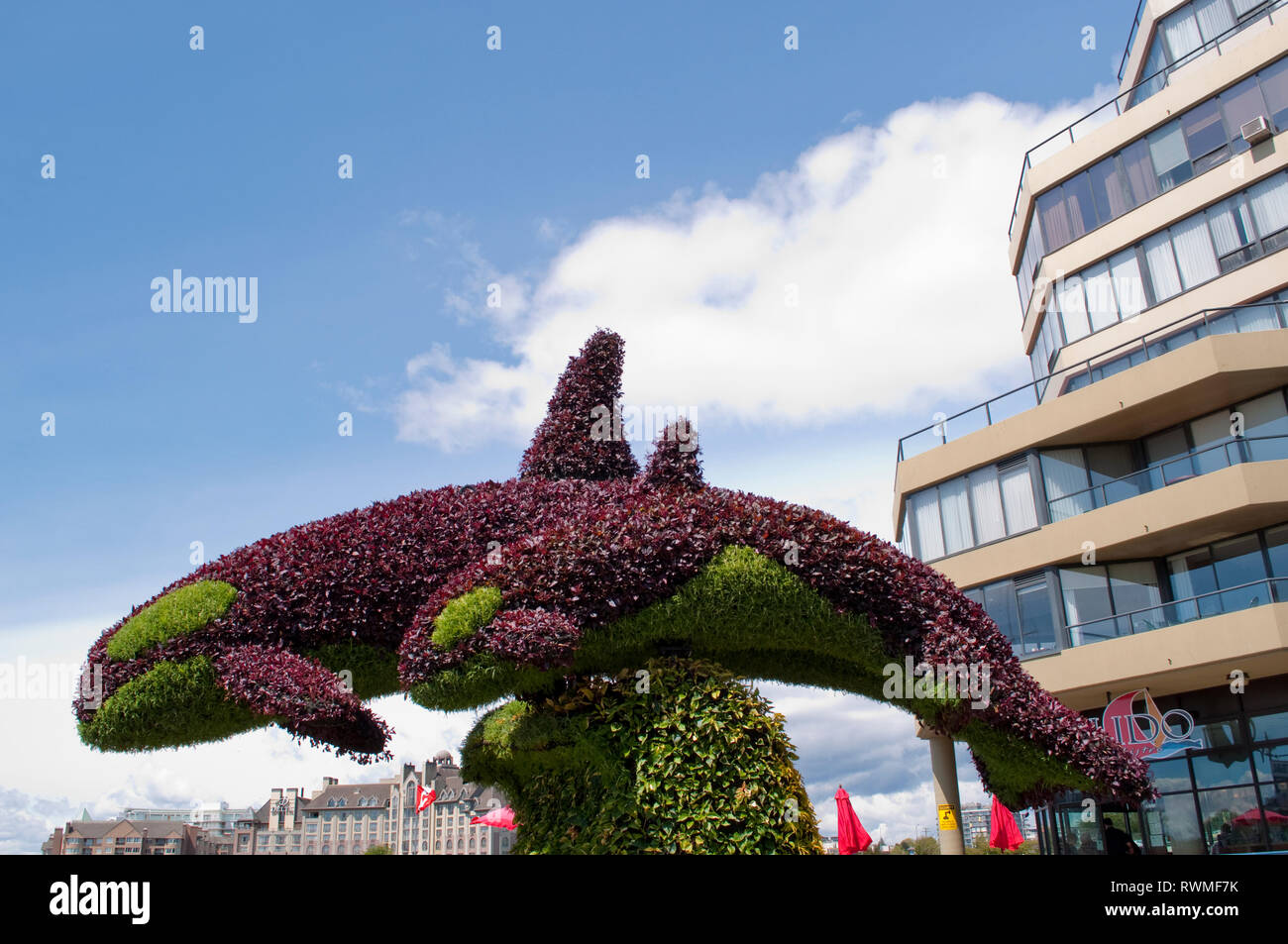Surfacing display, otherwise known as 'the orcas' , a garden display of ...