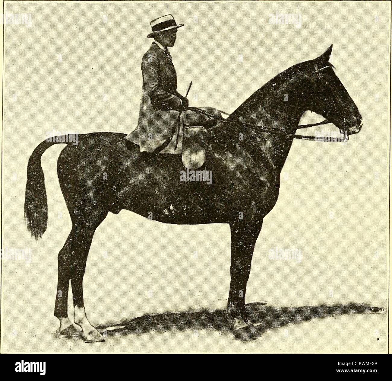 Elements of hippology (1914 Stock Photo - Alamy