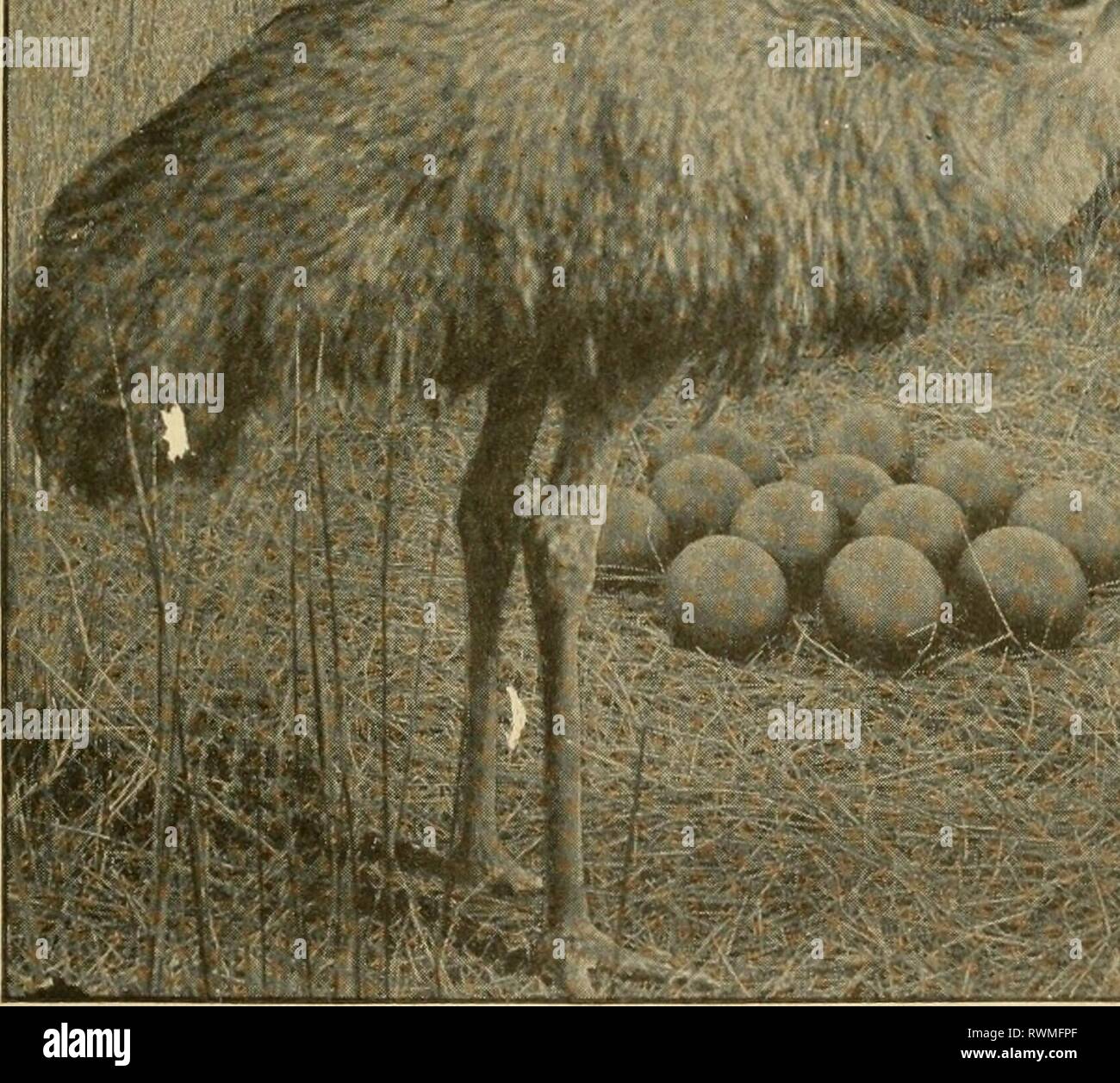 The Emu official organ Stock Photo - Alamy