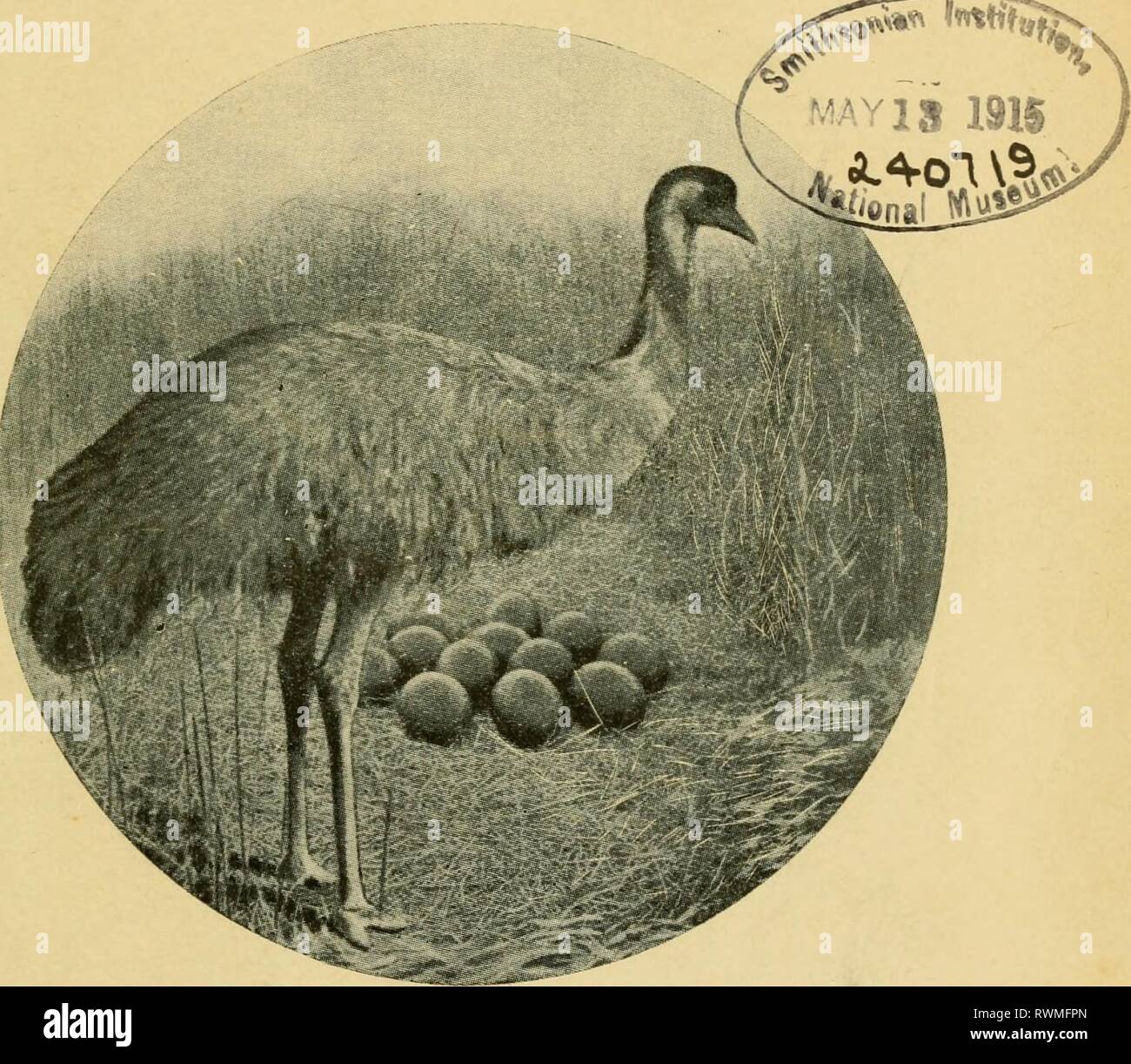 The Emu official organ Stock Photo - Alamy