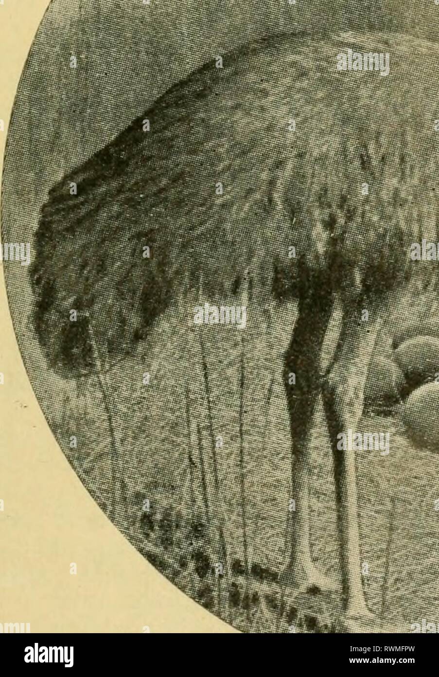 The Emu official organ Stock Photo - Alamy