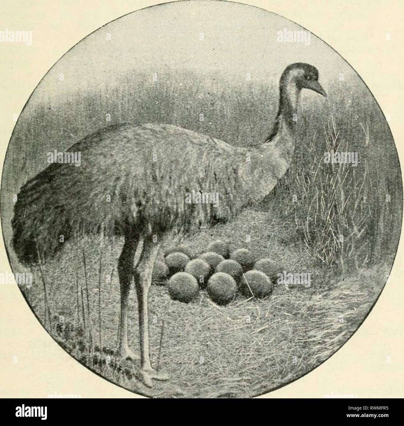 The Emu (1901 Stock Photo - Alamy