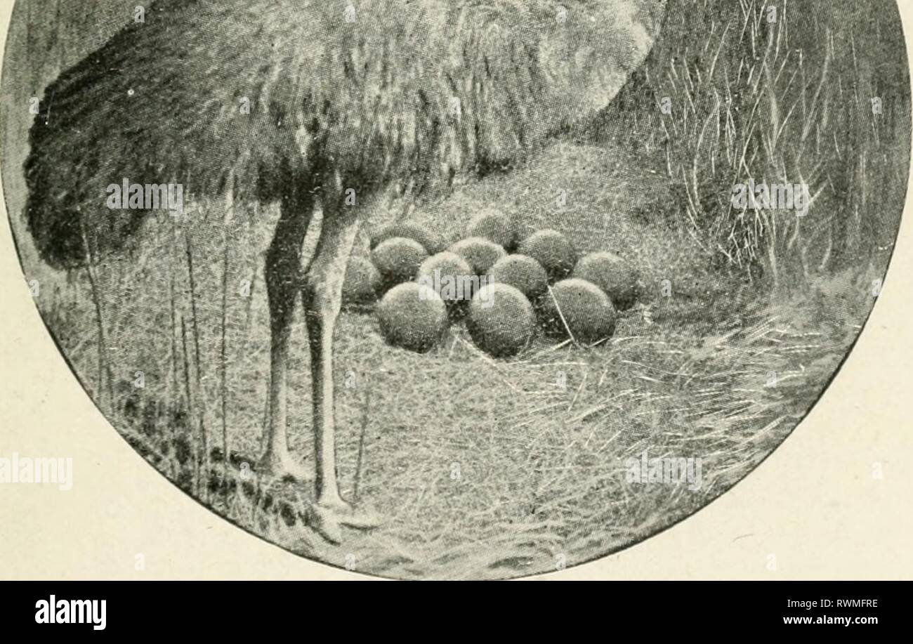 The Emu (1901 Stock Photo - Alamy