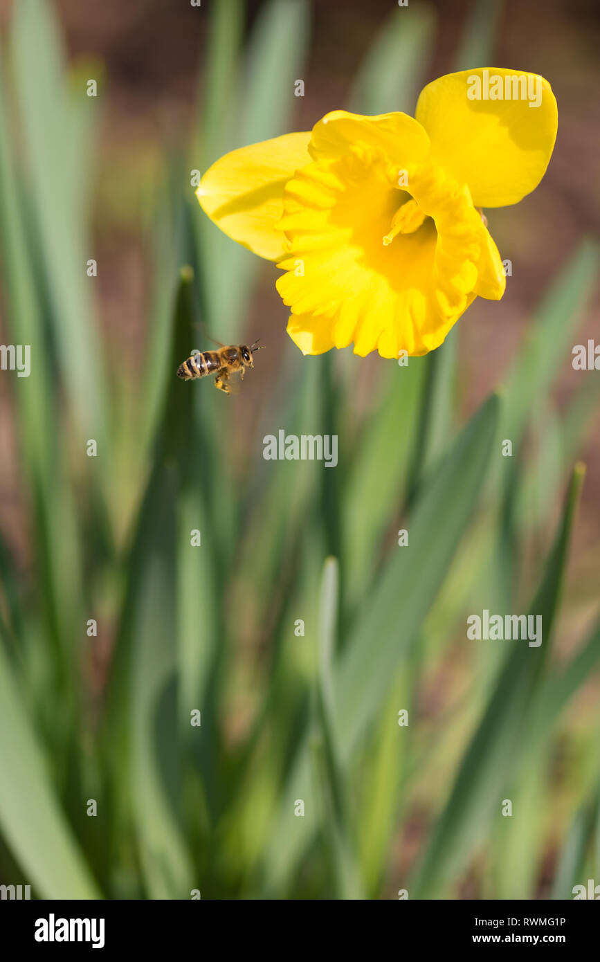 Very Beautiful daffodils in spring against a tender background. bee ...