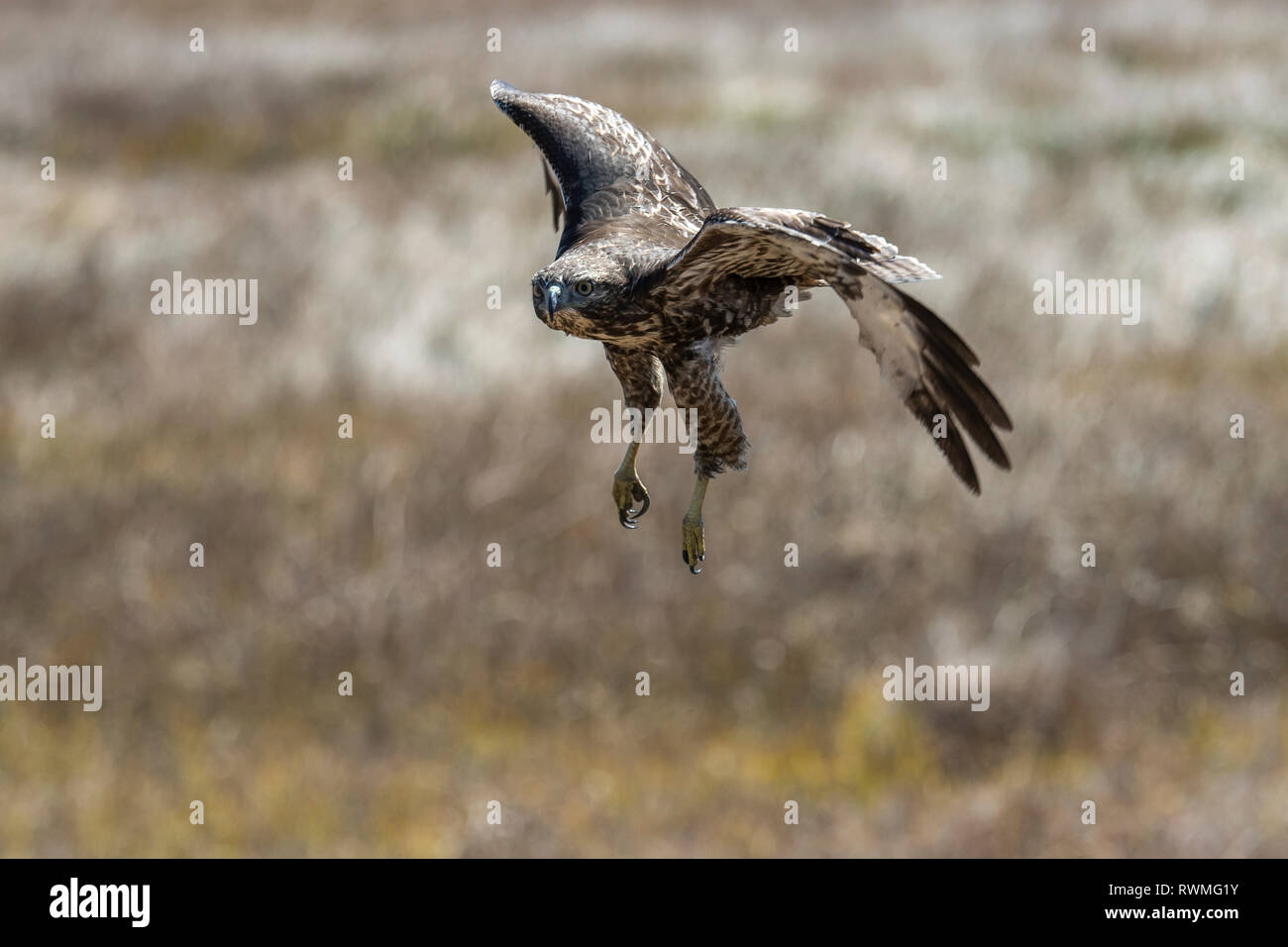 Pacific Northwest Wildlife High Resolution Stock Photography and Images ...