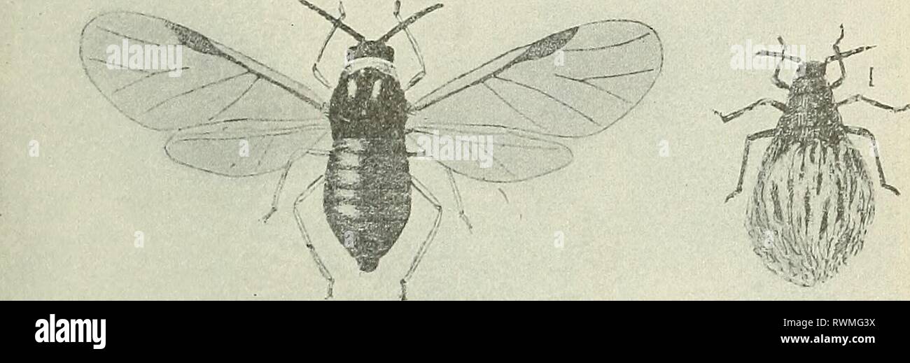 Tree borers hi-res stock photography and images - Alamy