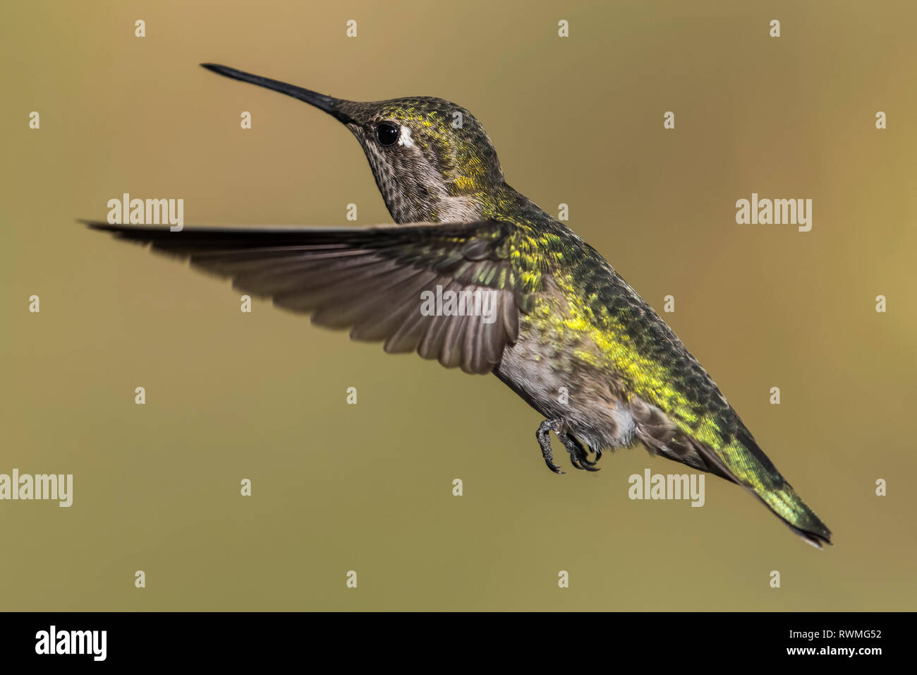 Trochilidae hi-res stock photography and images - Alamy