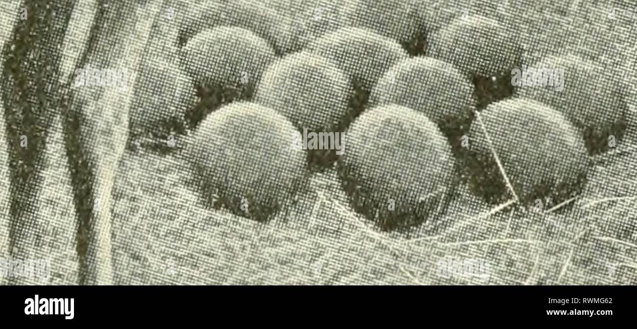 The Emu official organ Stock Photo - Alamy