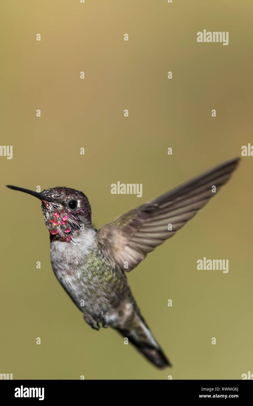 Trochilidae hi-res stock photography and images - Alamy