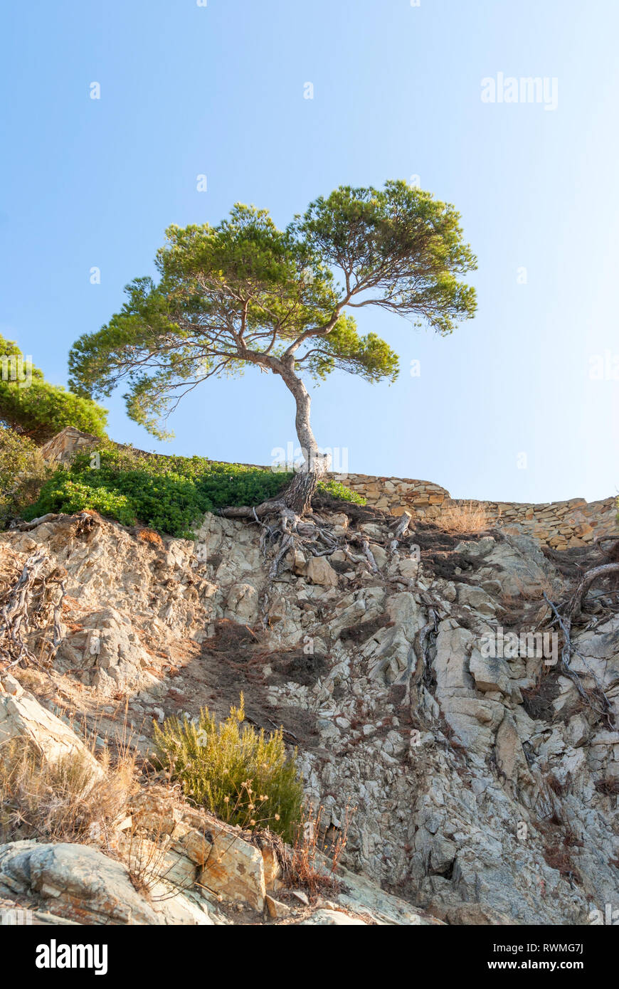 Tree roots growing over rock hi-res stock photography and images - Alamy