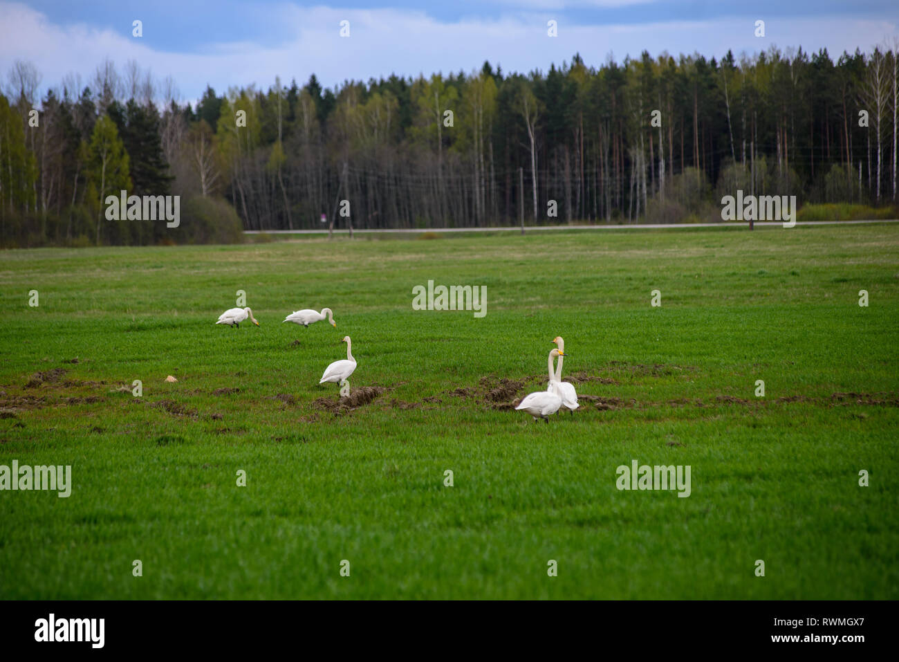 green cultivated fields in countryside with straight lines. agriculture ...