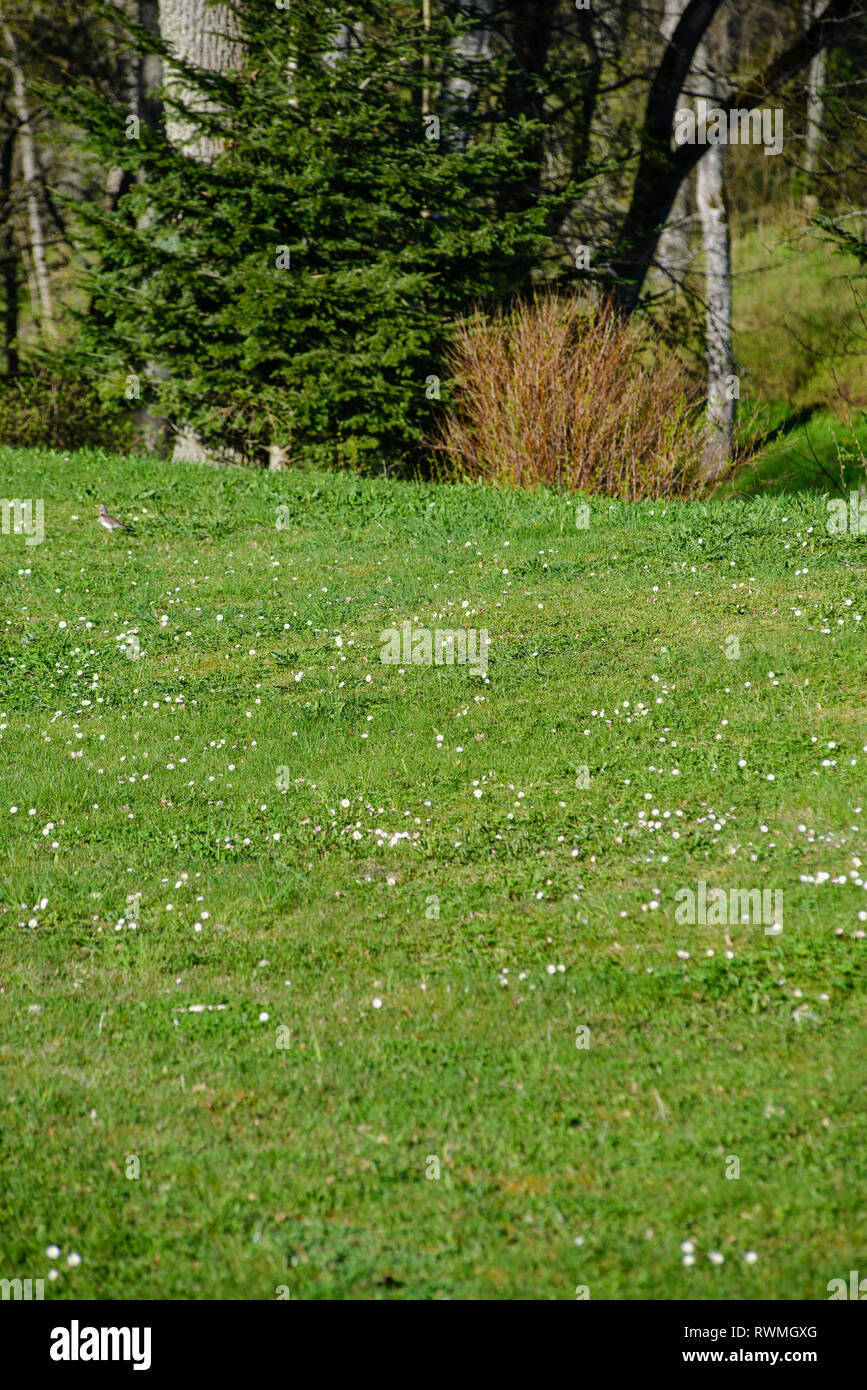 green cultivated fields in countryside with straight lines. agriculture ...