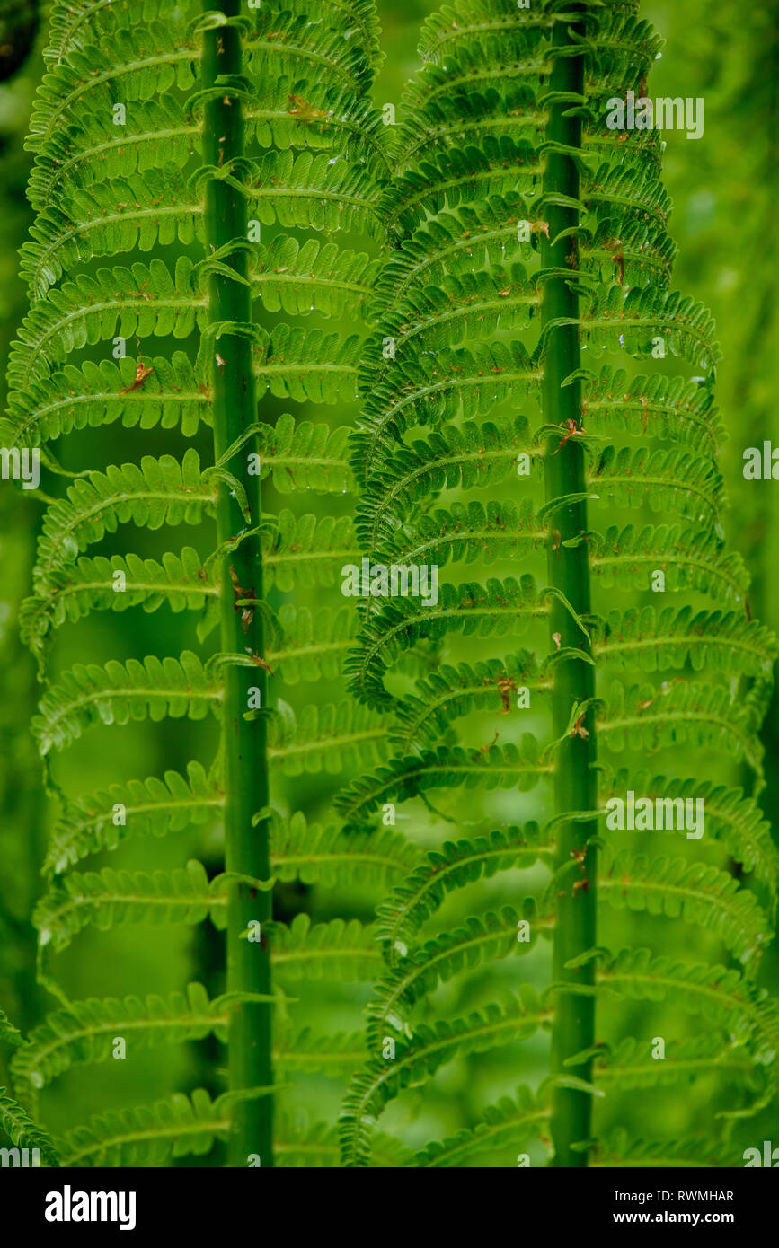 fresh green fern leaves foliage in summer. macro shoot, blur background ...