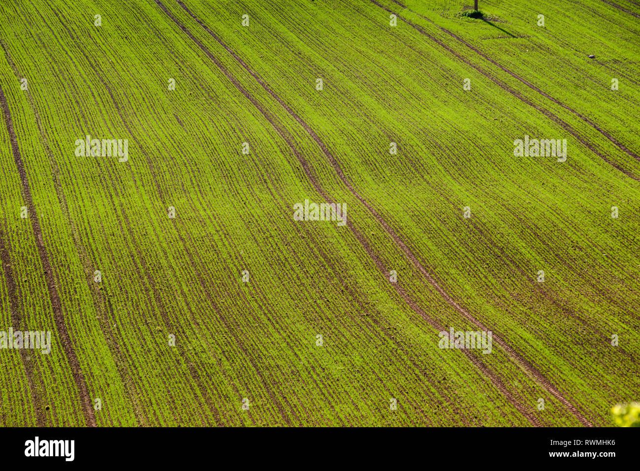 green cultivated fields in countryside with straight lines. agriculture ...