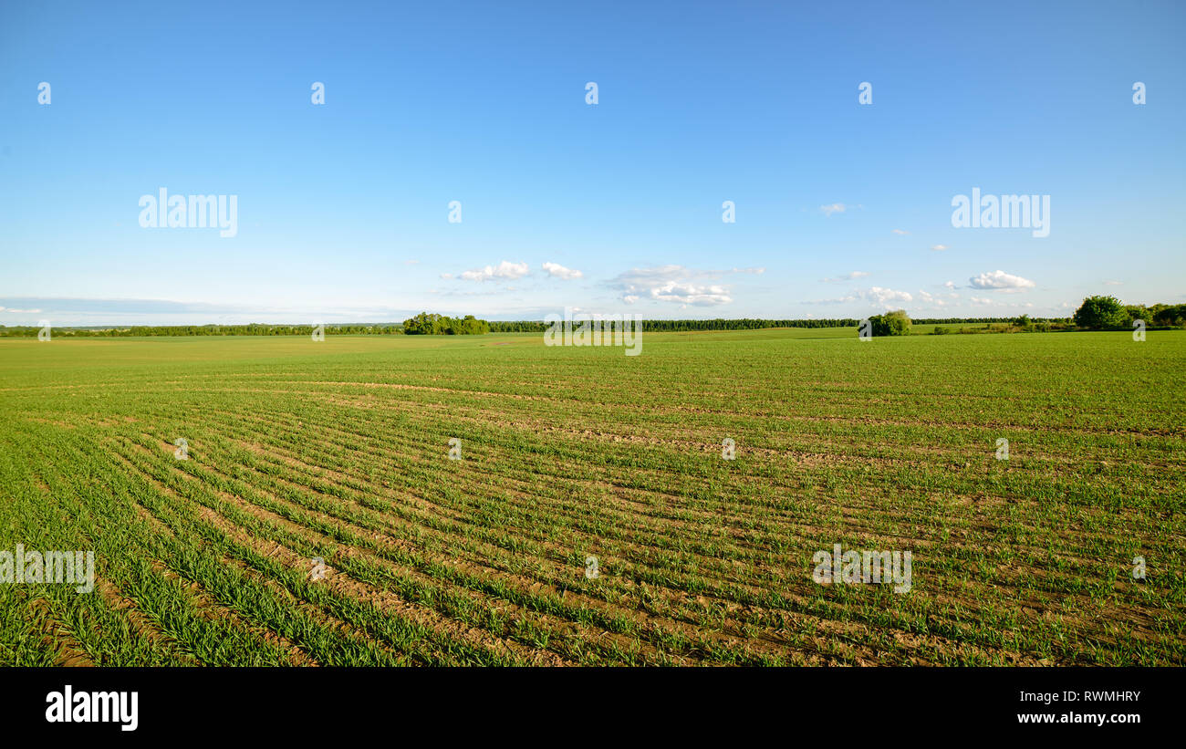 green cultivated fields in countryside with straight lines. agriculture ...