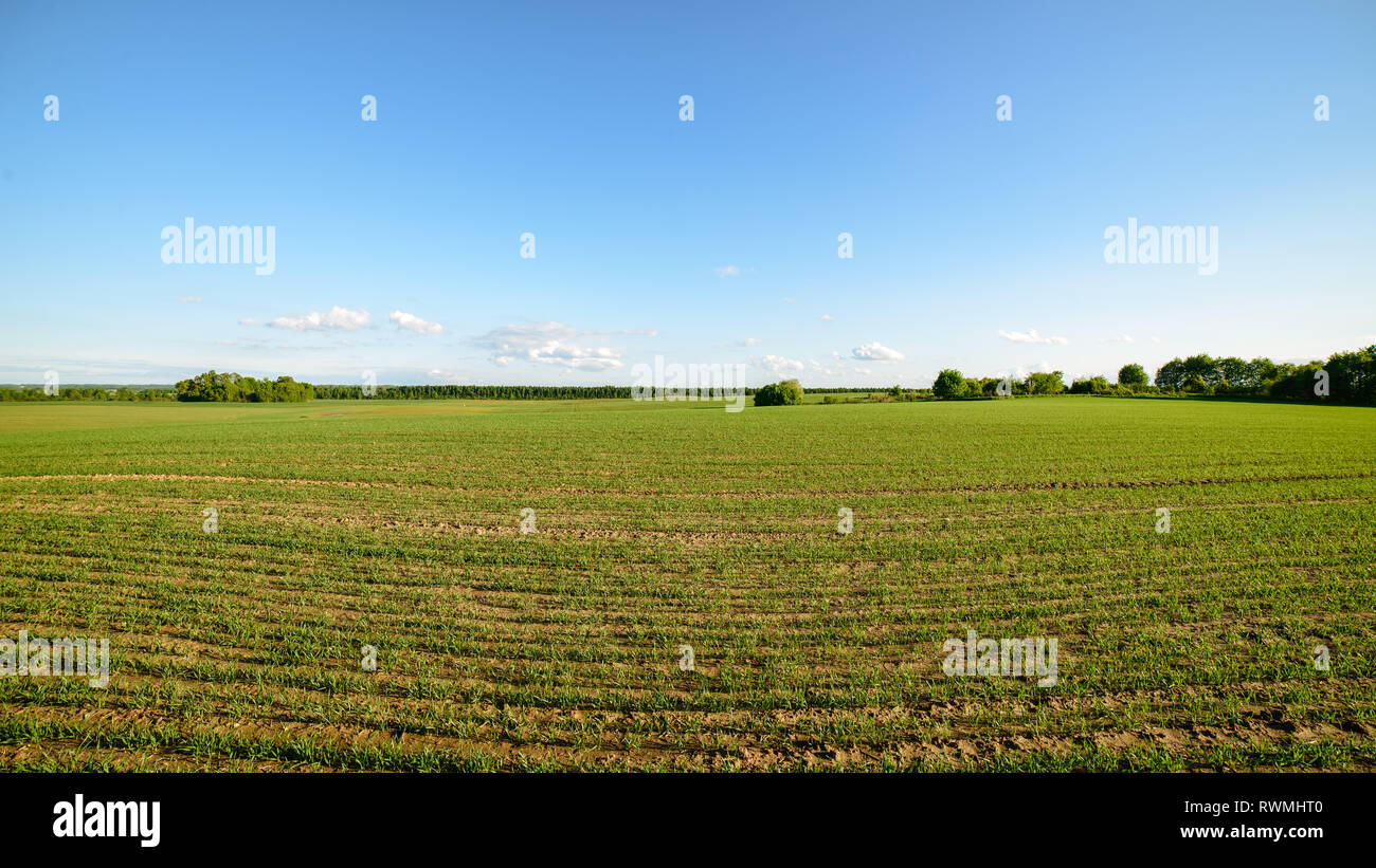green cultivated fields in countryside with straight lines. agriculture ...