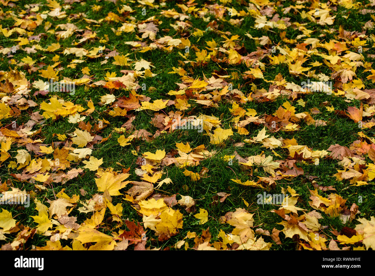 dry tree leaves background texture on the ground in autumn Stock Photo ...