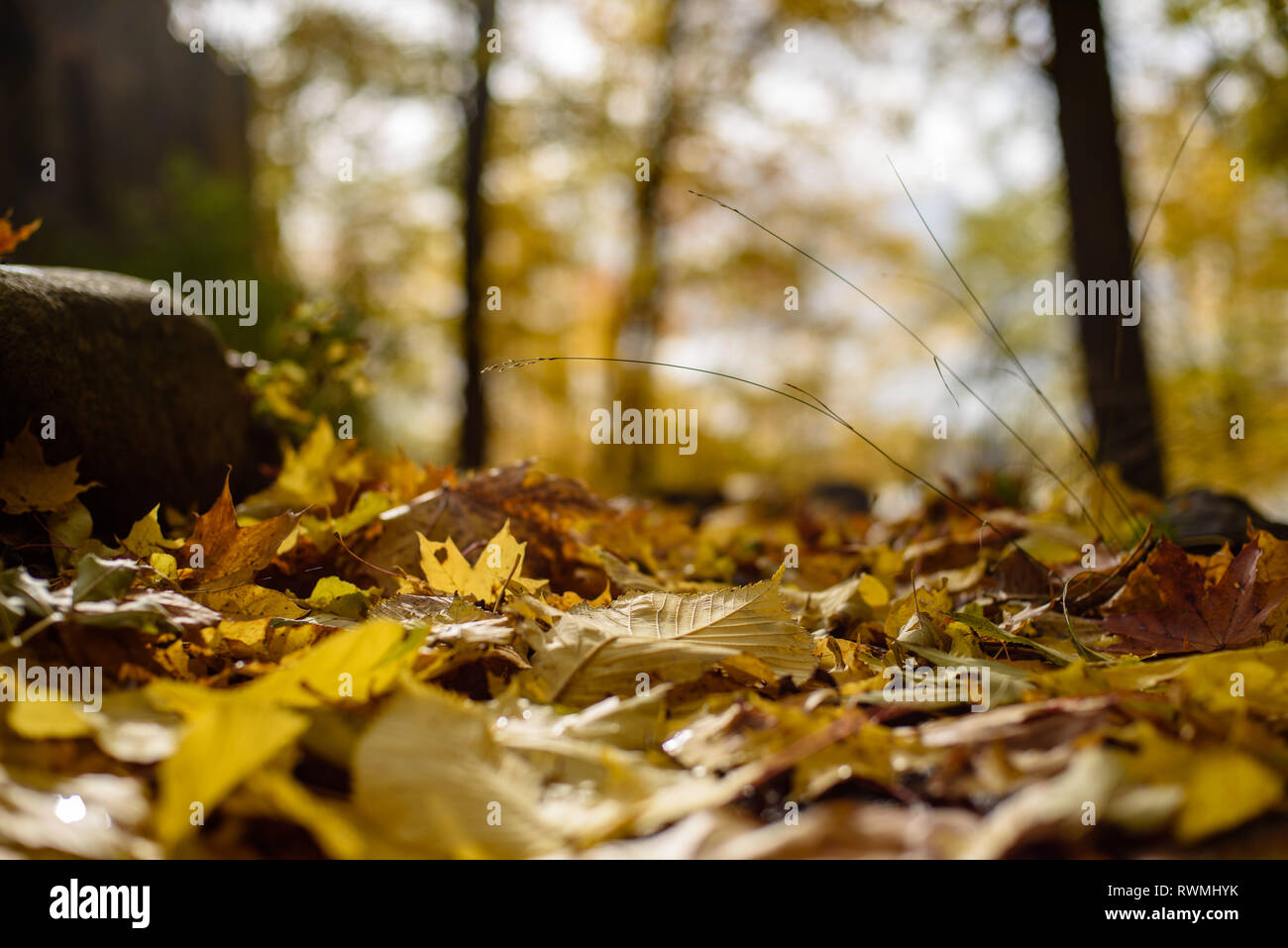dry tree leaves background texture on the ground in autumn Stock Photo ...
