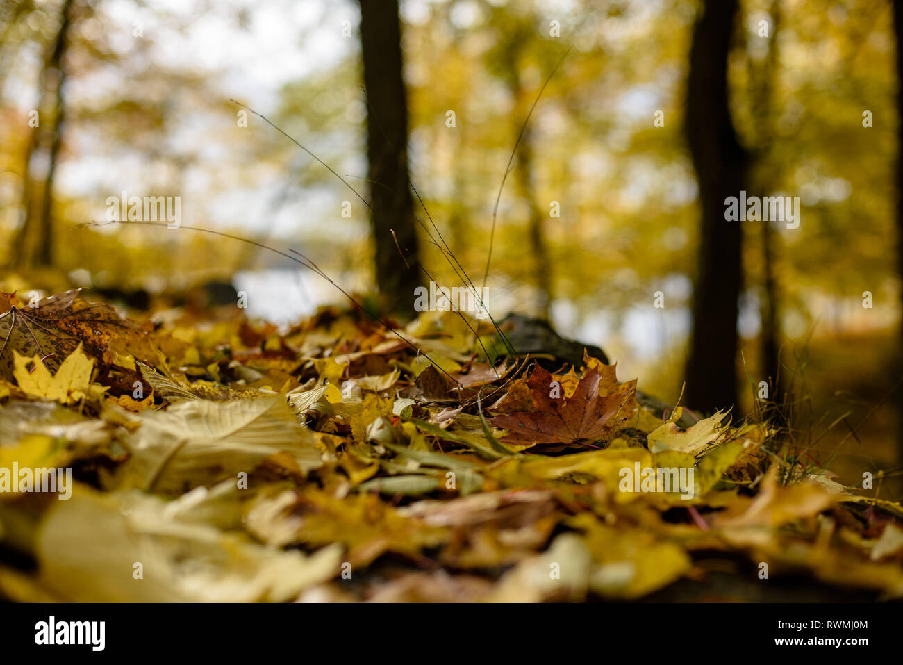 dry tree leaves background texture on the ground in autumn Stock Photo ...