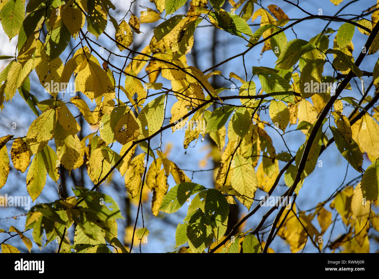 dry tree leaves background texture on the ground in autumn Stock Photo ...