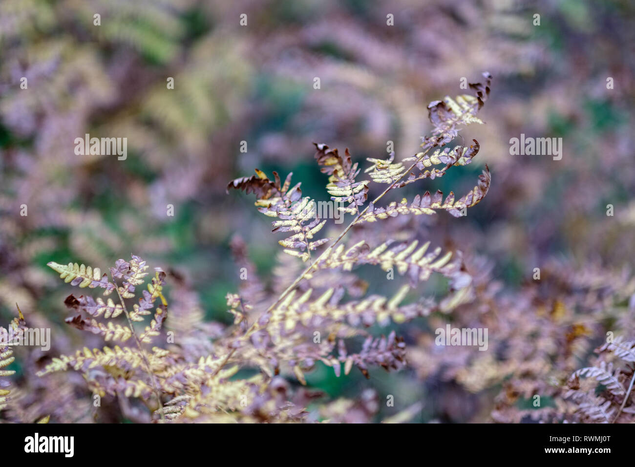 dry tree leaves background texture on the ground in autumn Stock Photo ...