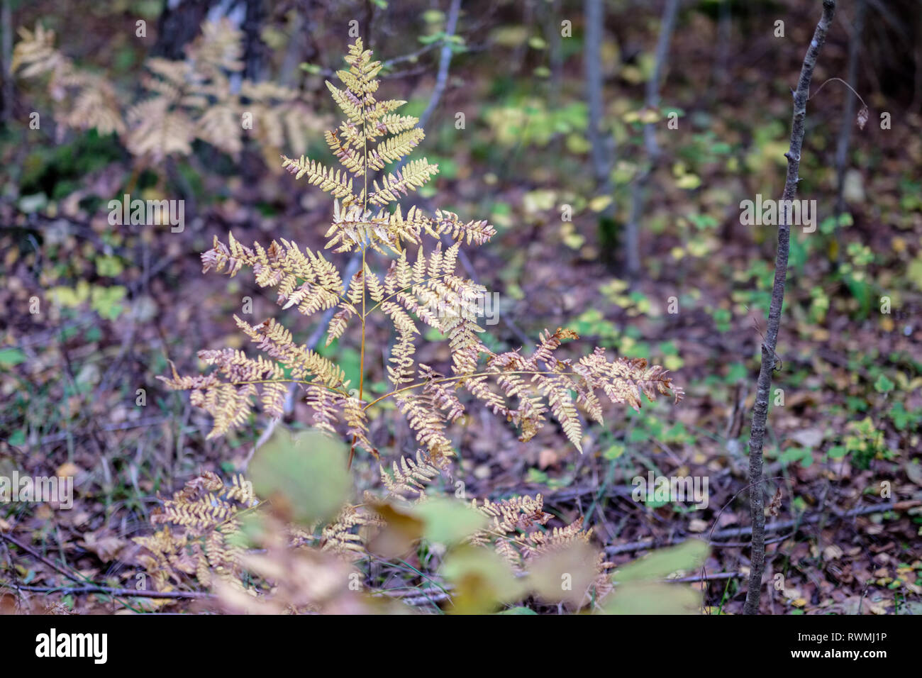 dry tree leaves background texture on the ground in autumn Stock Photo ...