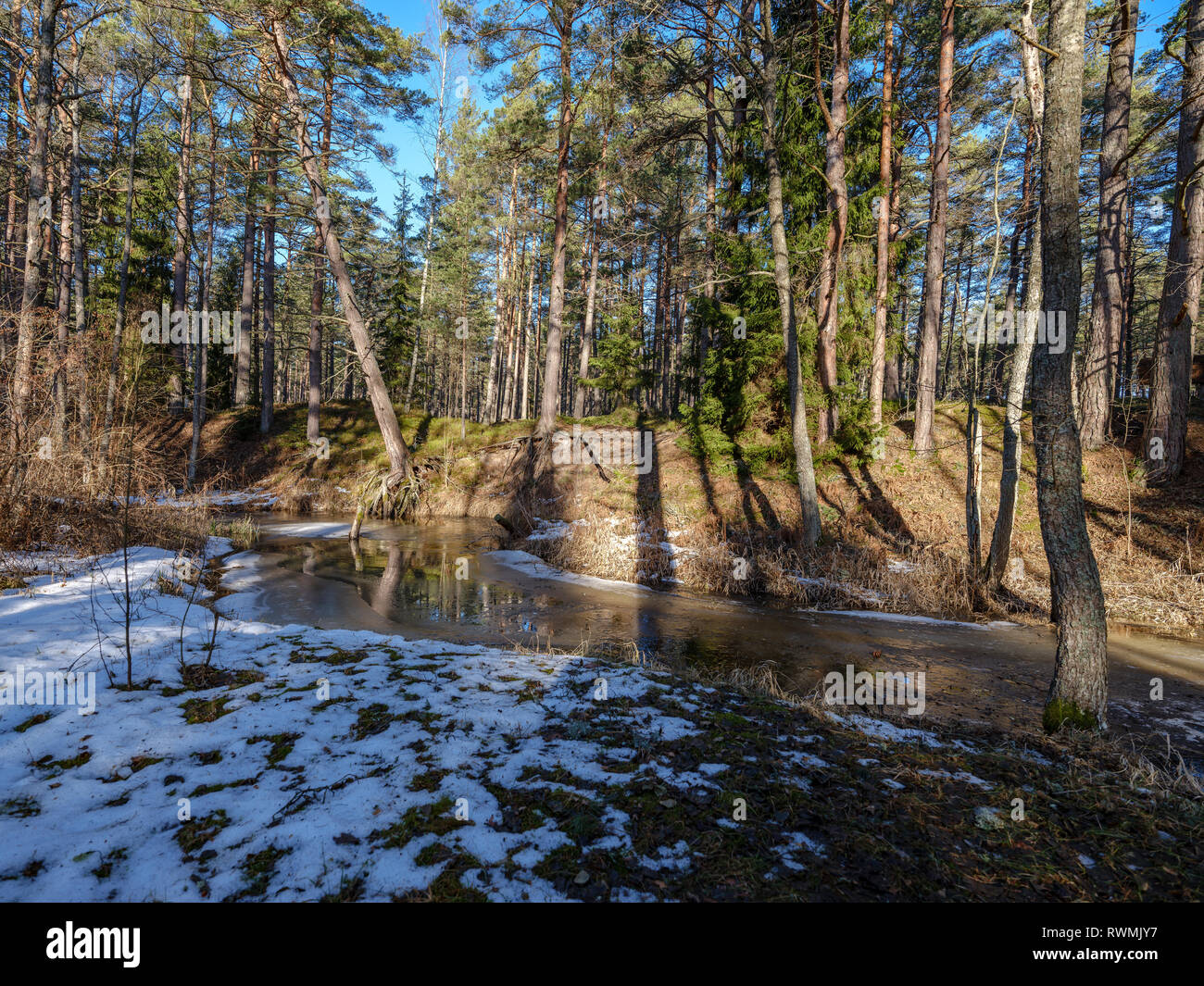 sunny winter forest with snow leftovers and green foliage, sun rays and ...