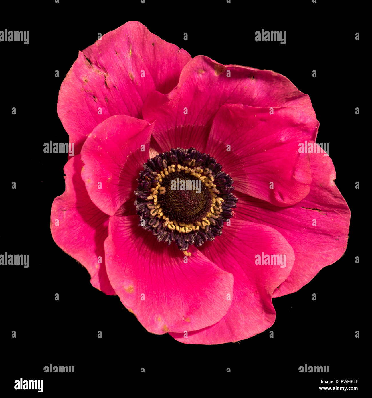 Fine art still life floral macro of a single isolated wide open red ...