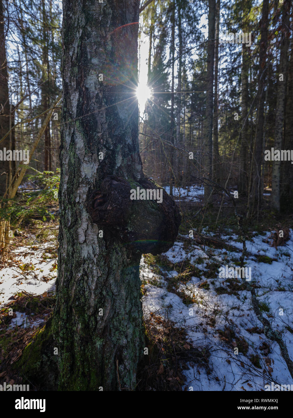 sunny winter forest with snow leftovers and green foliage, sun rays and ...