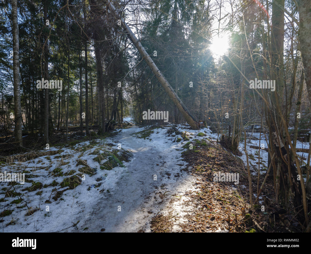 sunny winter forest with snow leftovers and green foliage, sun rays and ...