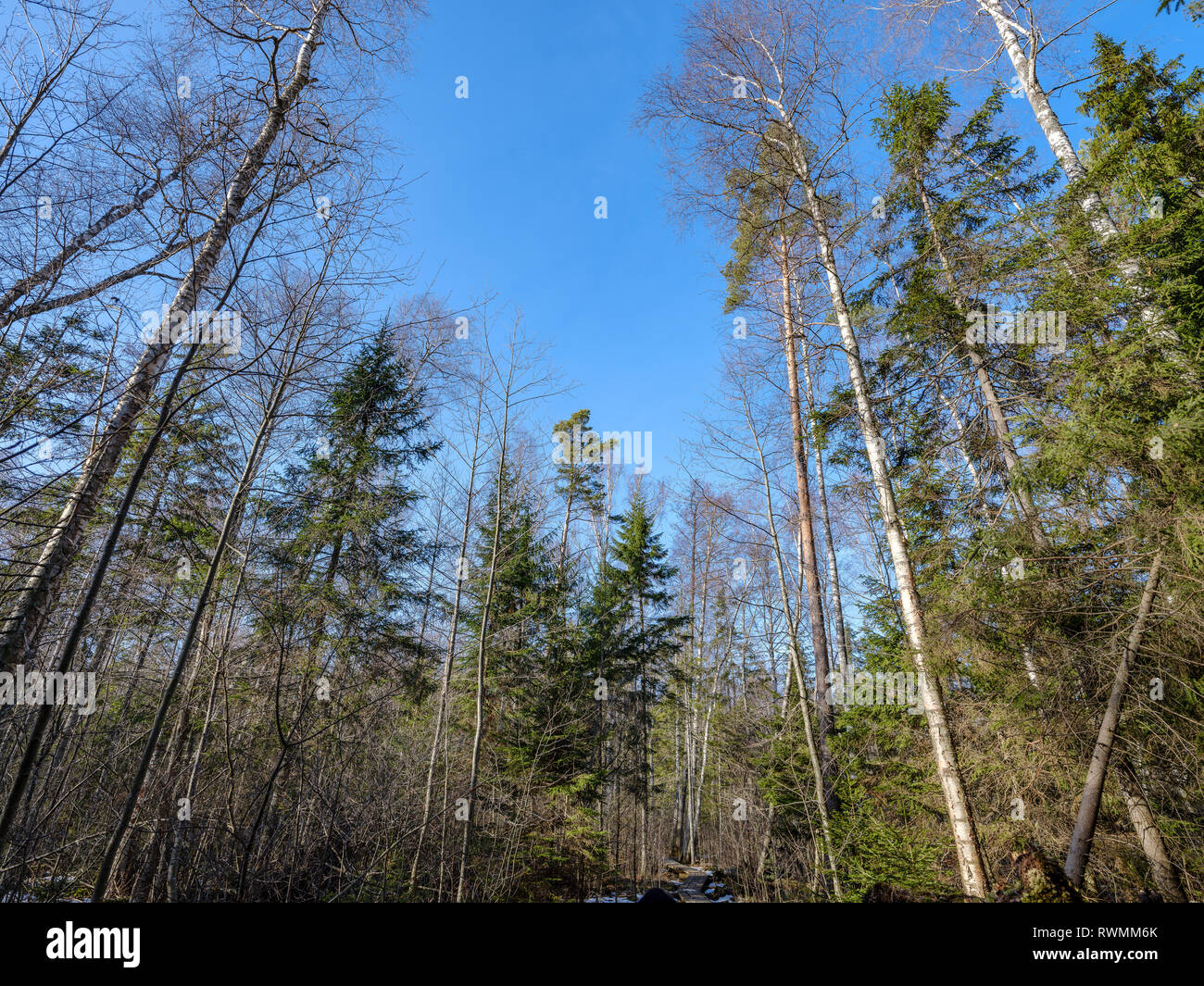 sunny winter forest with snow leftovers and green foliage, sun rays and ...